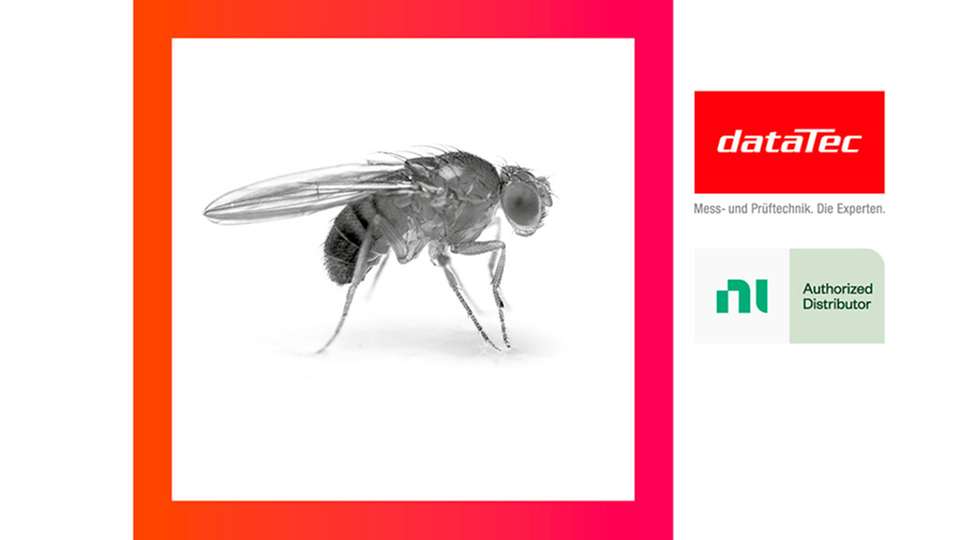 Mit NI den Balzgesang von Fruchtfliegen hören